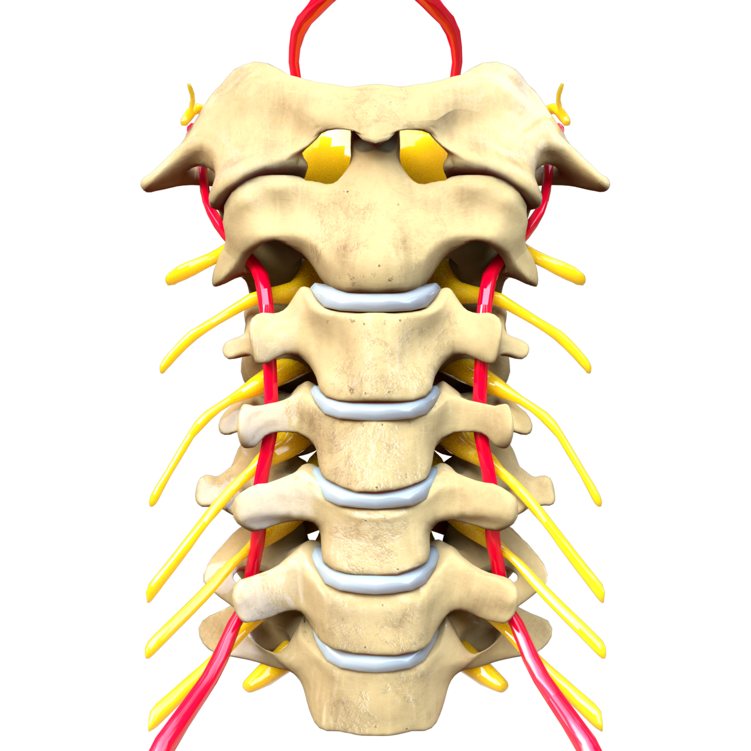 What to Expect After Disc Replacement Surgery of the Neck | Penn Spine ...